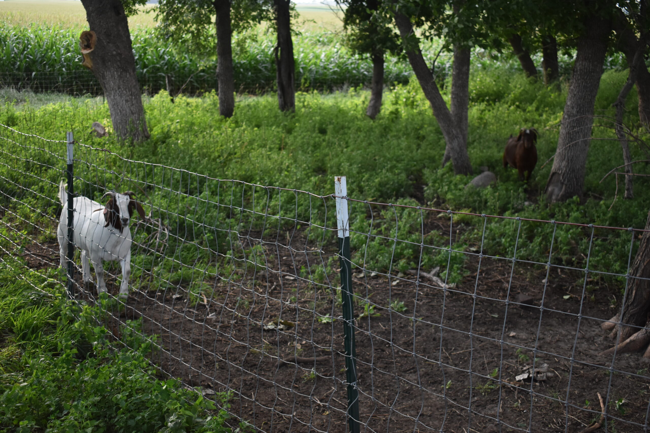 Goats in New Ulm almost a reality | News, Sports, Jobs - The Journal